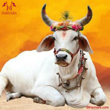 Perform Gho Dhanam / Cow Daan / Cow Donation | Harivara.com